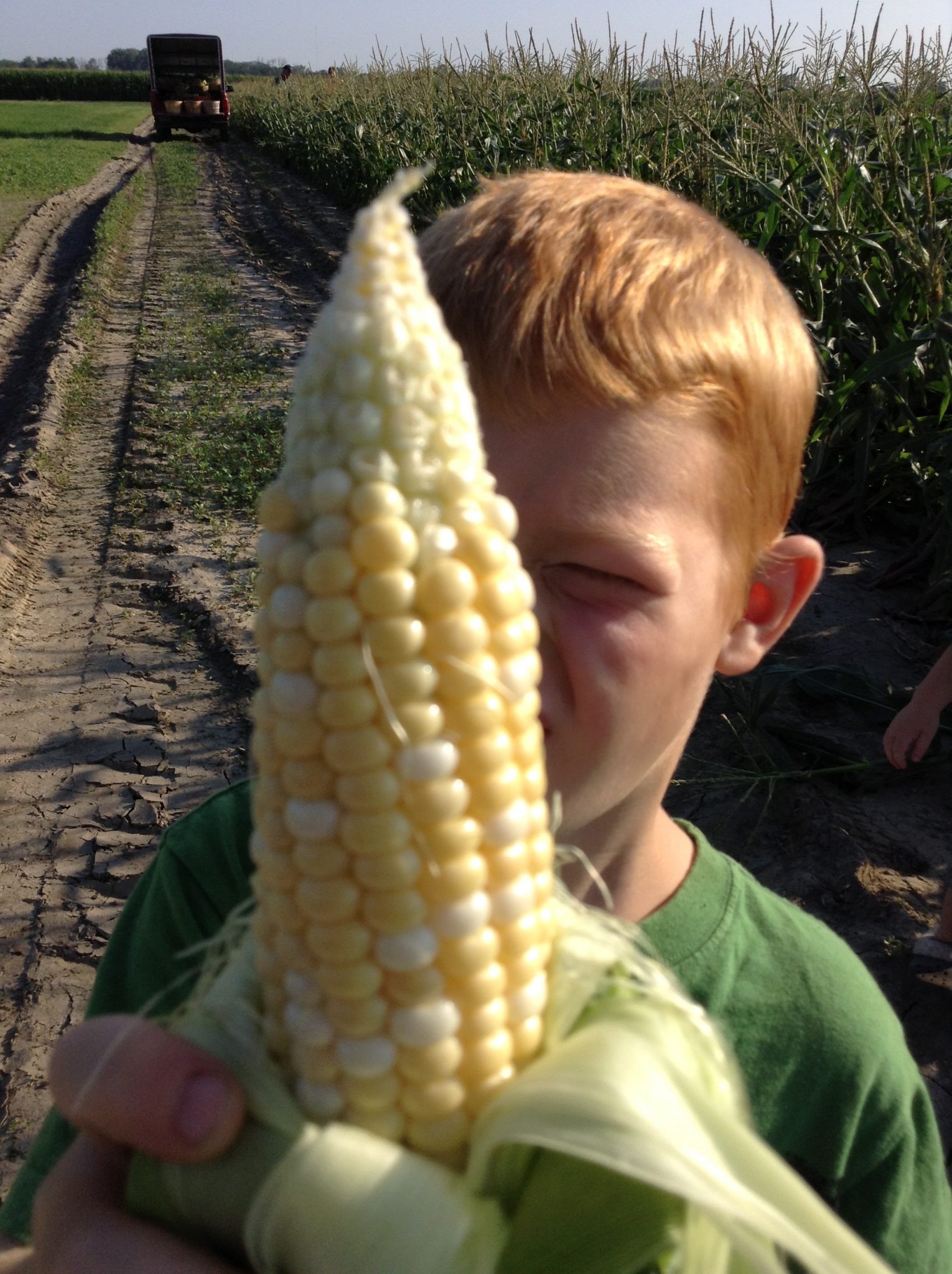 Why Your Corn Is Missing Kernels - Shared Legacy Farms Why Your Corn Is Missing Kernels - Shared Legacy Farms