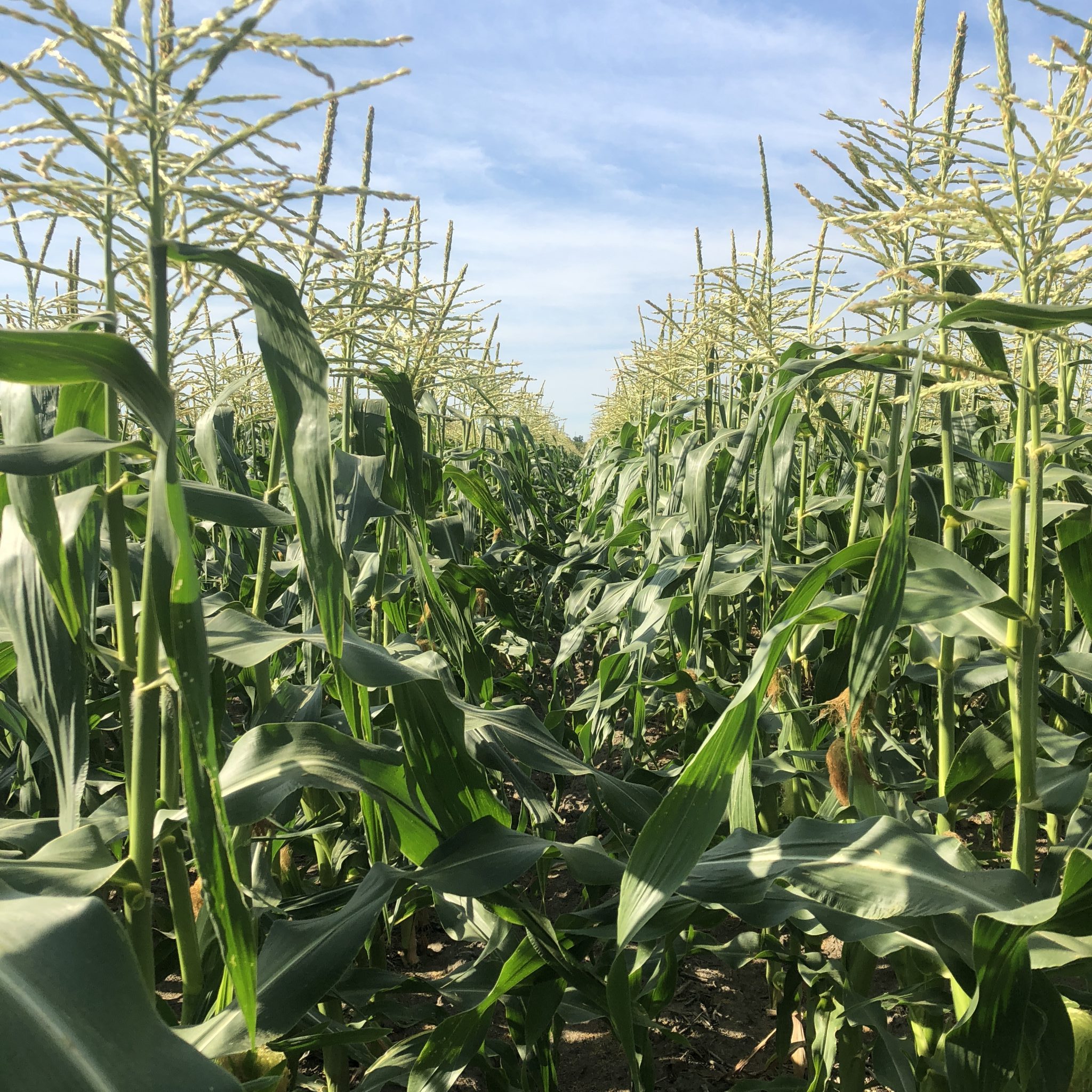 Why Your Corn Is Missing Kernels - Shared Legacy Farms Why Your Corn Is Missing Kernels - Shared Legacy Farms