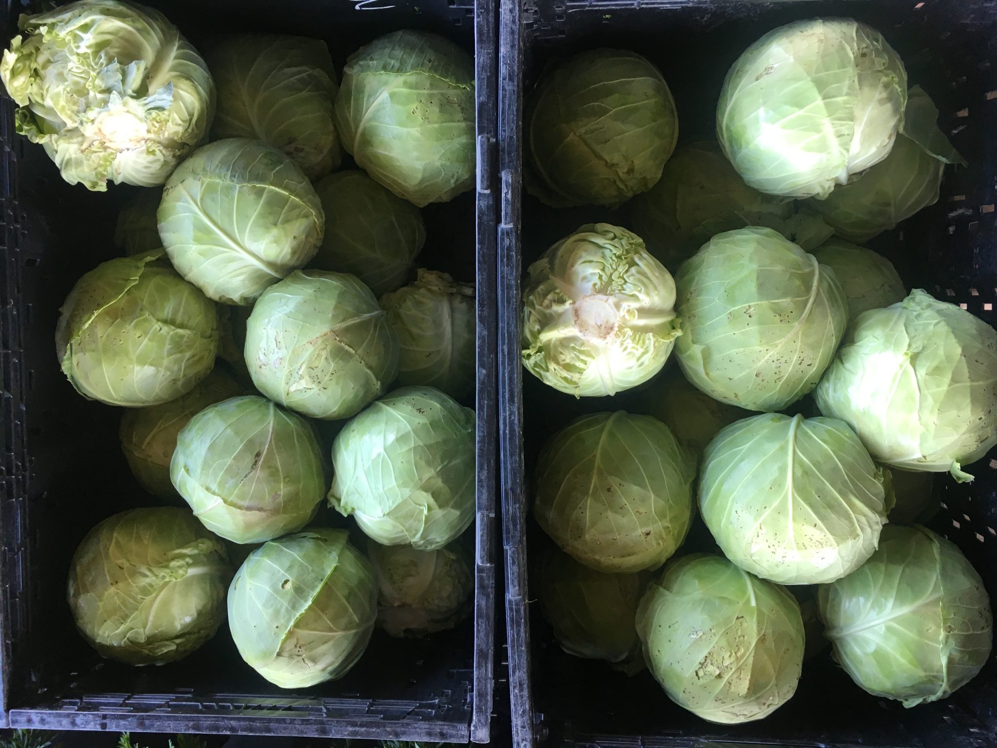 Roasted Cabbage Steaks with Smeared Garlic - Shared Legacy Farms