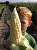 Why Your Corn Is Missing Kernels - Shared Legacy Farms