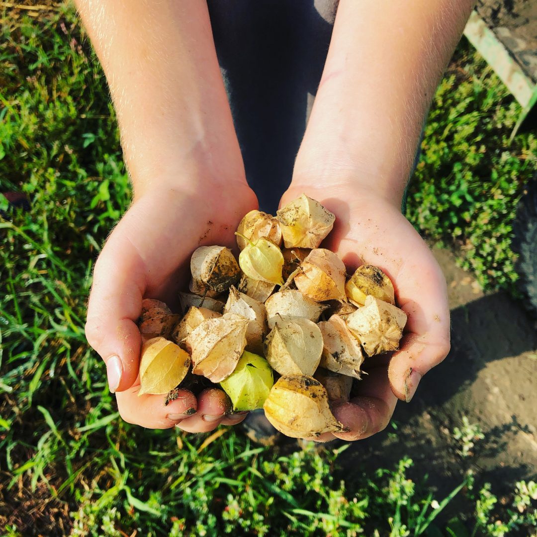 Shared Legacy Farms | Organic Farm in Ohio