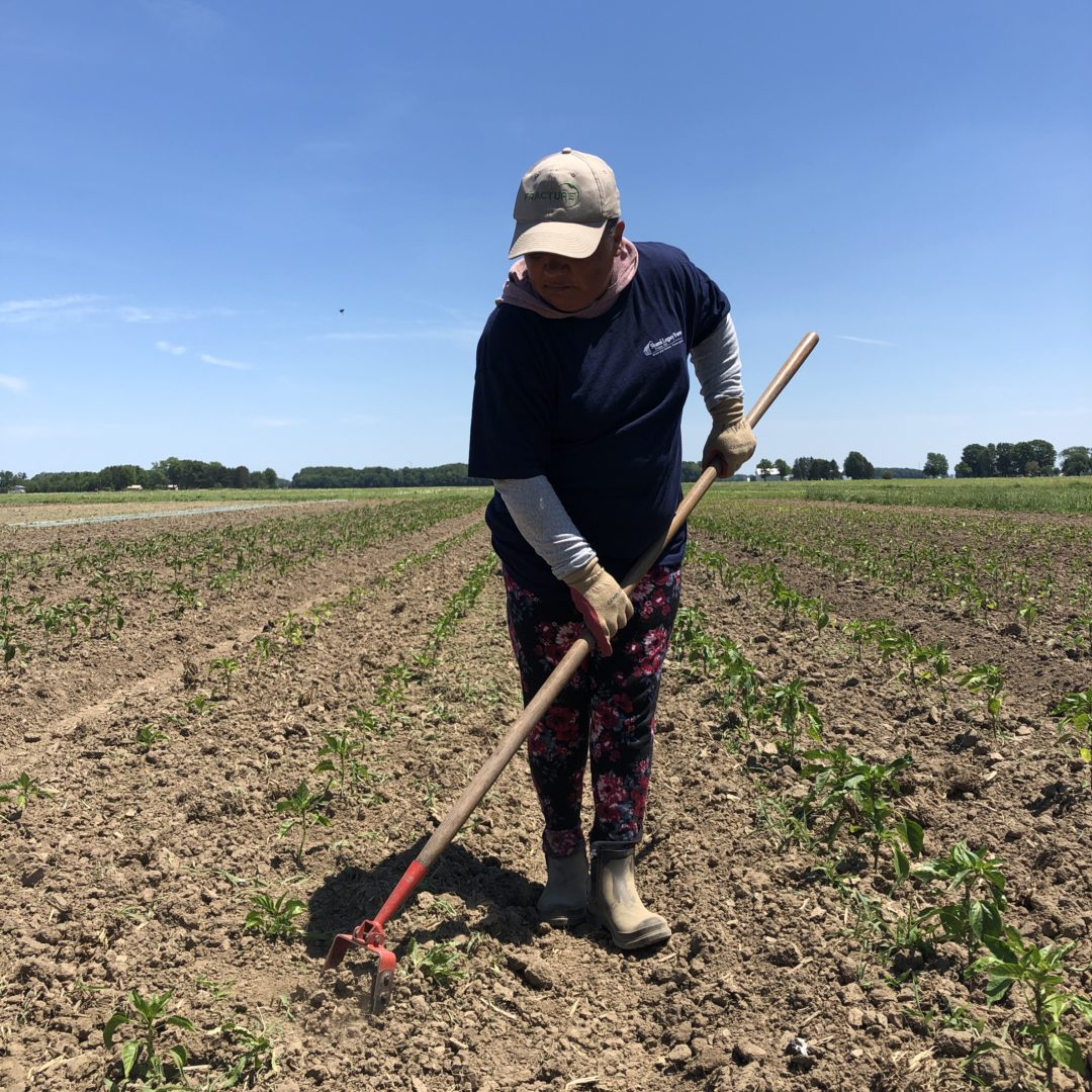 How Organic Farmers Handle Weeds - Shared Legacy Farms