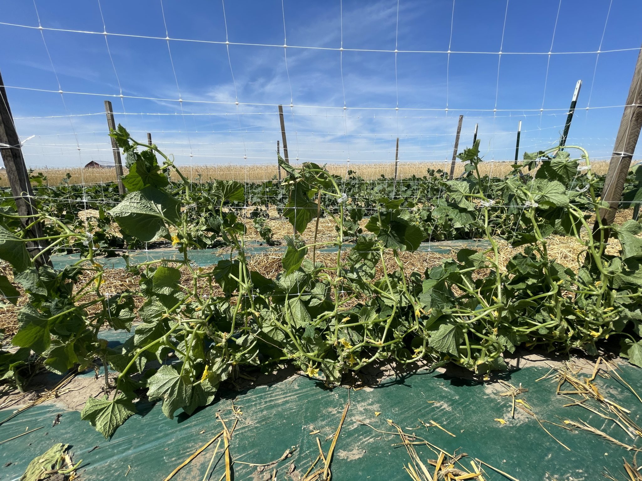 Shared Legacy Farms Week 4 Newsletter, July 4-9, 2022 - Shared Legacy Farms